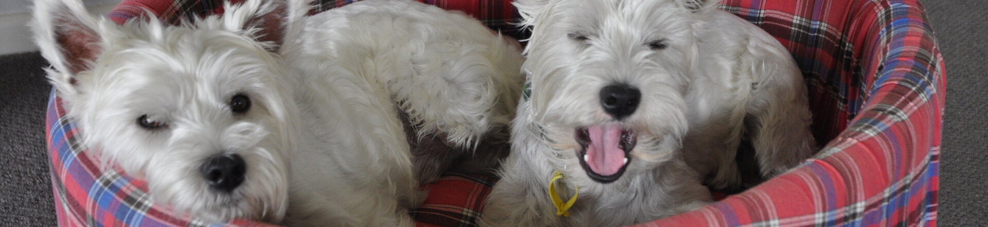 VIP dog beds | Knopped wool dog beds for very important pets